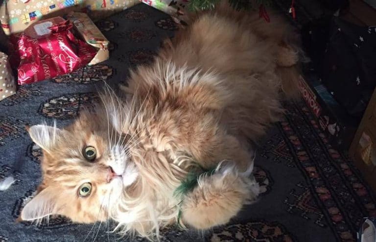 What Is Catnip and Why Do Cats Love It? – A Complete Guide. – petsKB