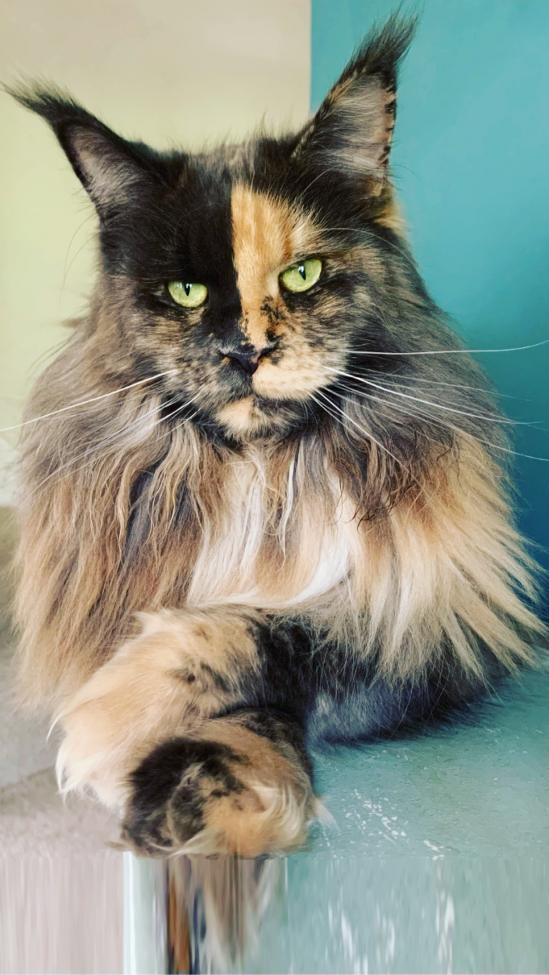 The Temperament of a Maine Coon Cat: how to influence it – petsKB