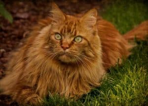 The Ginger Maine Coon: All There Is To Know – petsKB