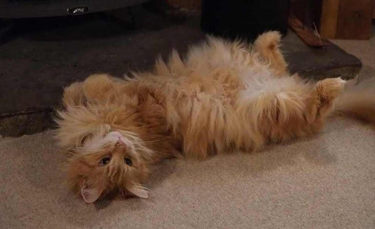 The Complete Guide To Cat Body Language – petsKB
