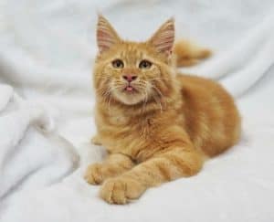 The Ginger Maine Coon: All There Is To Know – petsKB
