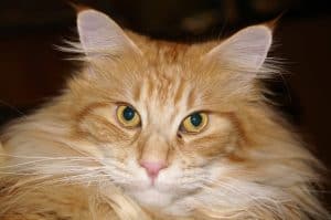 The Ginger Maine Coon: All There Is To Know – petsKB