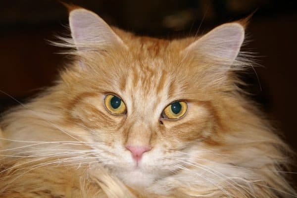 15 Weird Cat Behaviors Explained – petsKB