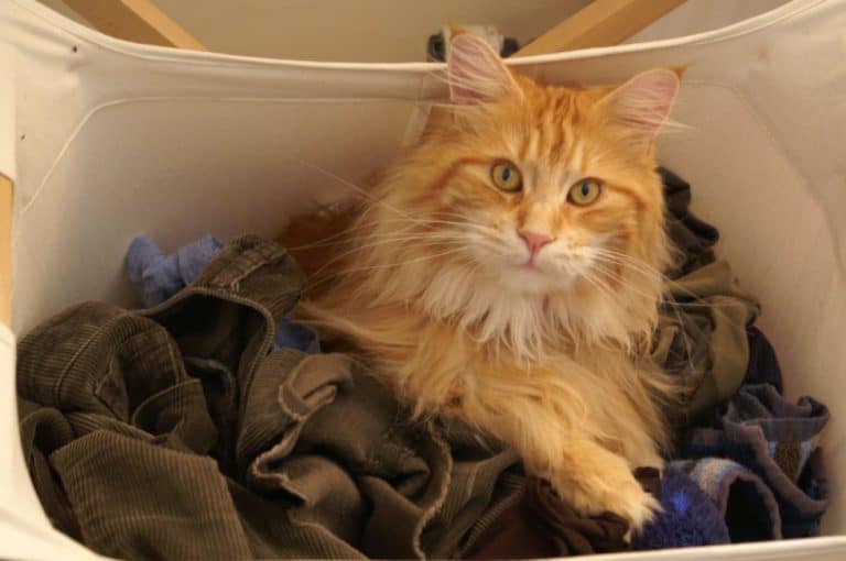 The Ginger Maine Coon: All There Is To Know – petsKB