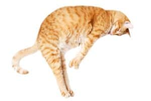 Tabby Cat Colors and Patterns: a complete guide – petsKB