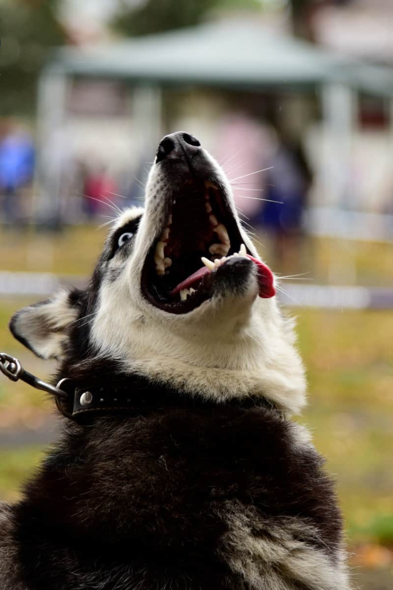 Are Huskies Dangerous? Behavior triggers to avoid – petsKB