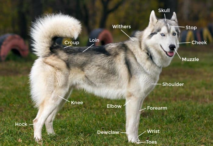 Siberian Husky Guide and Complete Breed Profile