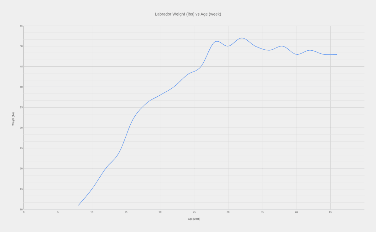 When is a Labrador fully grown? – petsKB