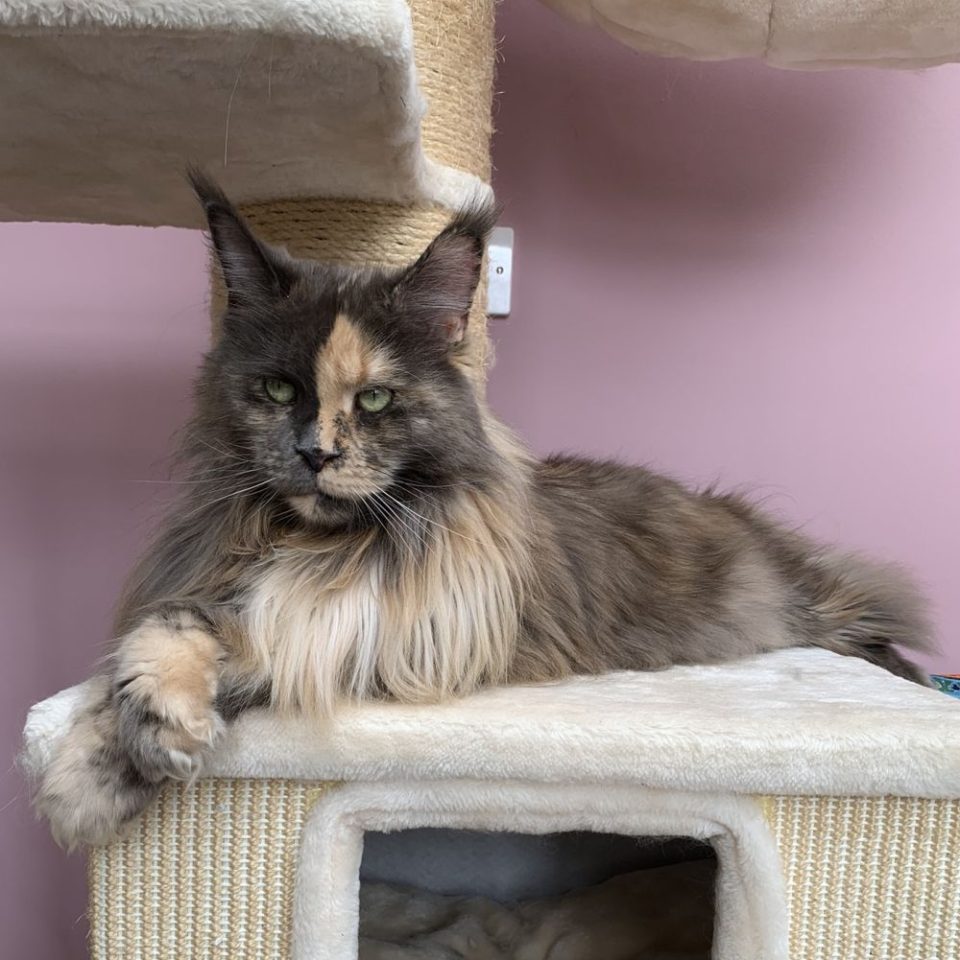 Why Do Cats Purr? The Mystery of Feline Vibrations – petsKB