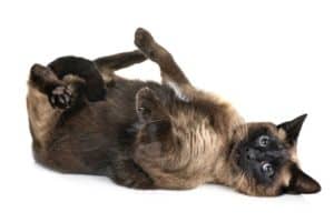 17 Interesting Siamese Cat Facts – petsKB