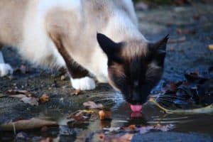 Do Siamese Cats Like Water? – petsKB