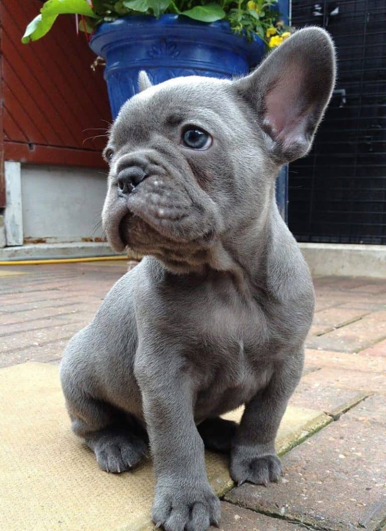 French Bulldog Colors Explained (WITH PHOTOS) – petsKB