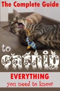 What Is Catnip and Why Do Cats Love It? – A Complete Guide. – petsKB