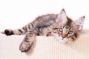 Tabby Cat Colors and Patterns: a complete guide – petsKB