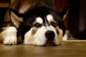 15 Ways to Make Your Siberian Husky Happy – petsKB