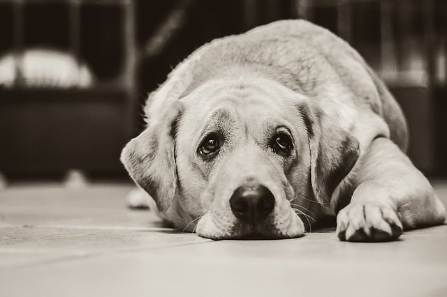 12 Ways to Tell That Your Dog Is Depressed – petsKB