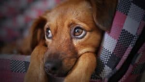 12 Ways to Tell That Your Dog Is Depressed – petsKB