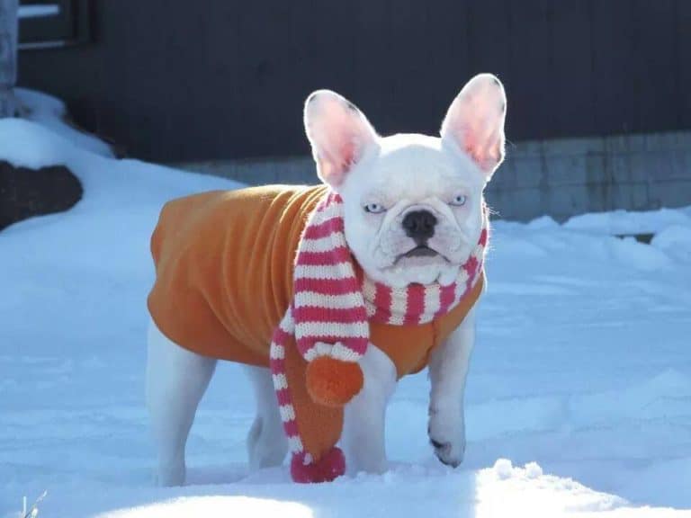 French Bulldog Colors Explained (WITH PHOTOS) – petsKB