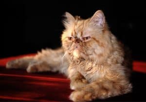 What kind of cat is Garfield? 13 possibilities – petsKB