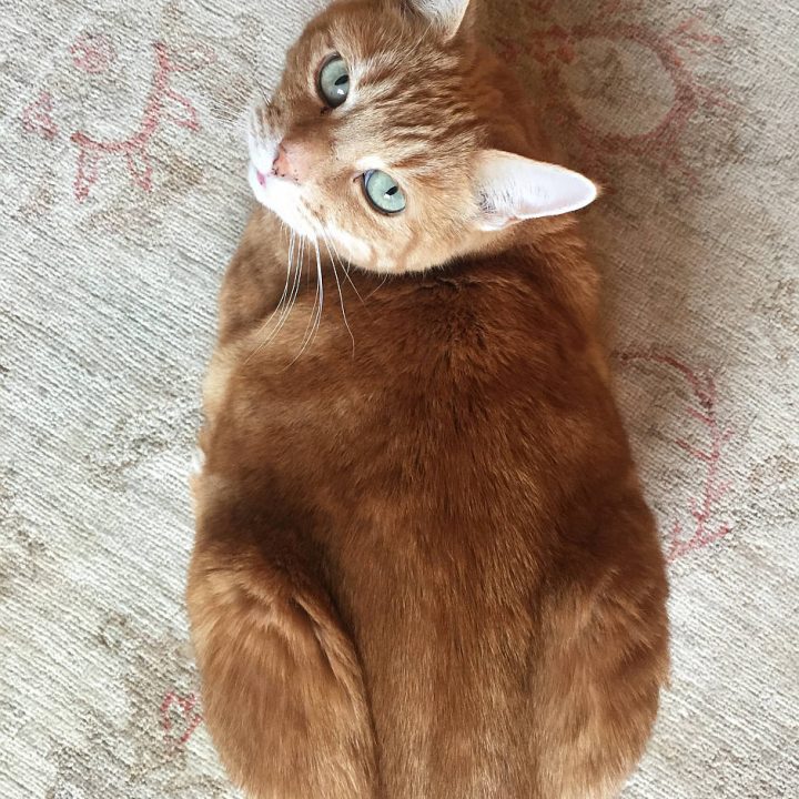 Why Do Cats Loaf? – petsKB