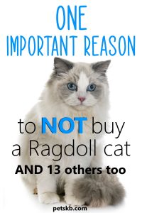 14 Reasons to NOT Buy a Ragdoll Cat – petsKB
