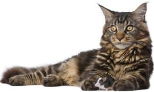 Who Played Mrs. Norris in Harry Potter? – petsKB