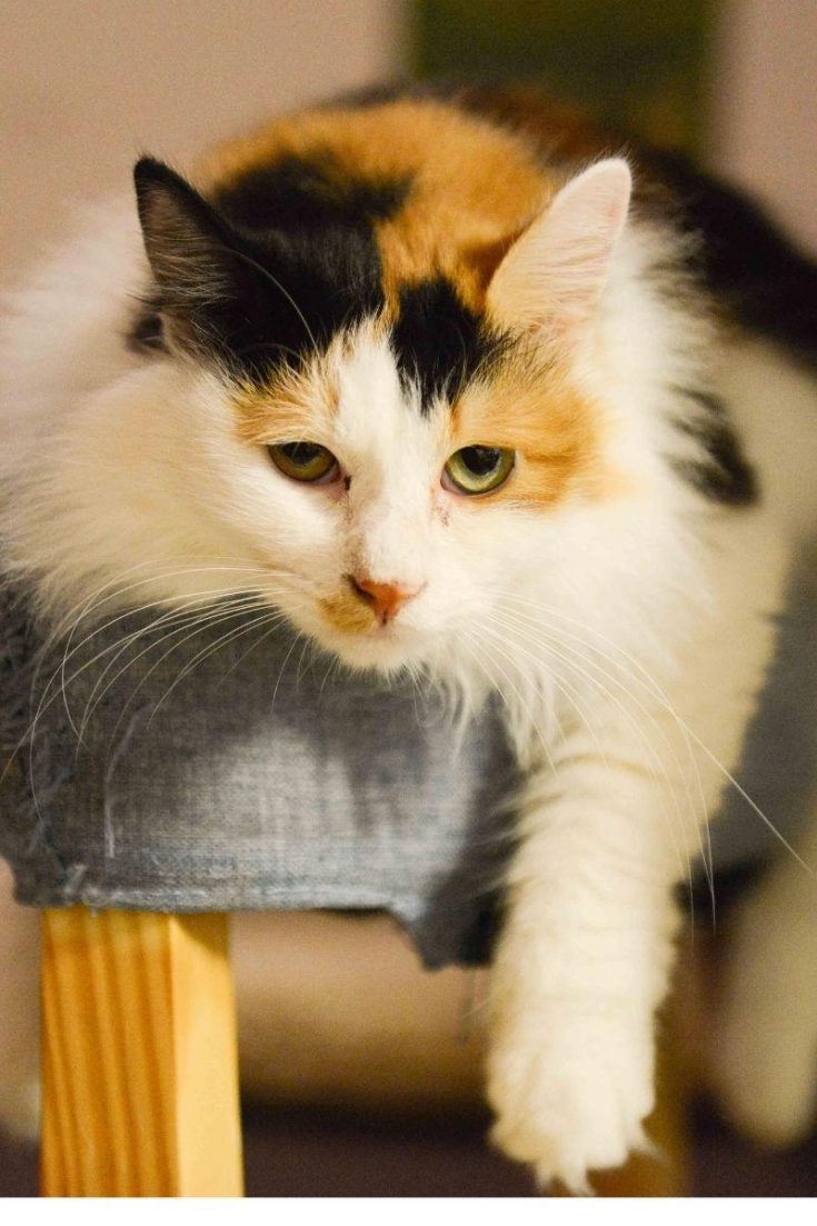 The Calico Maine Coon Guide – petsKB