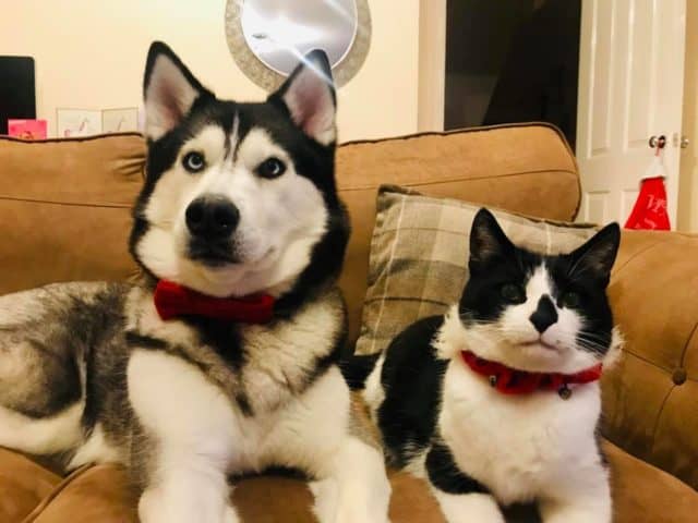 Are Siberian Huskies Good With Cats? • The Pets KB