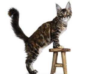The Complete Calico Maine Coon Guide – petsKB