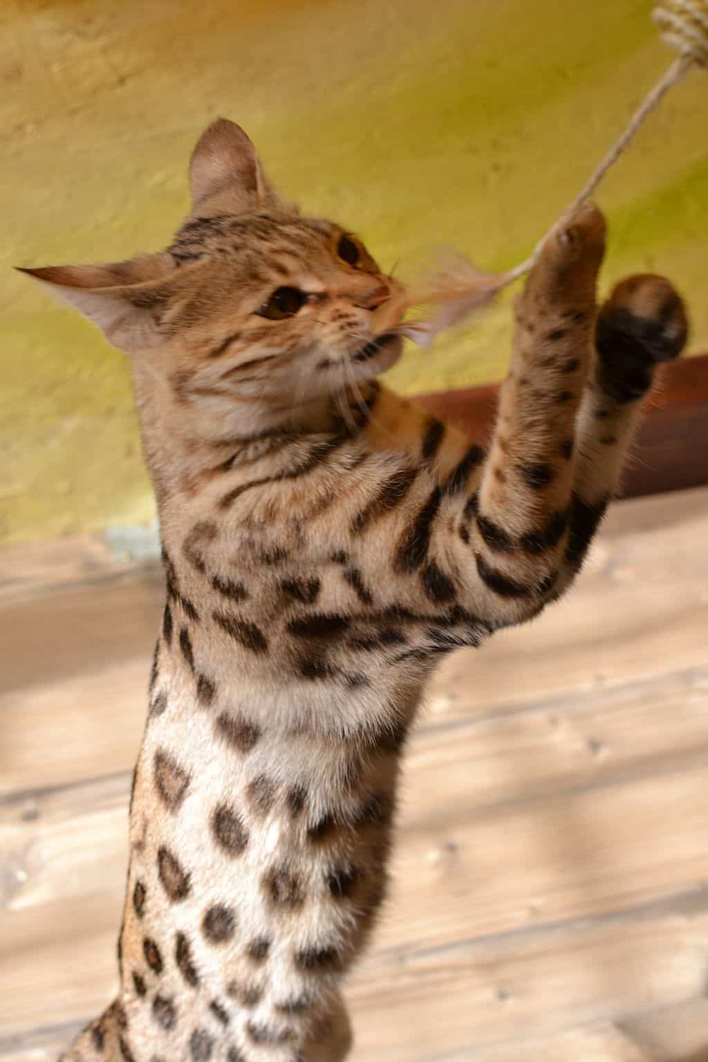 Is the Savannah Cat Domesticated? – petsKB