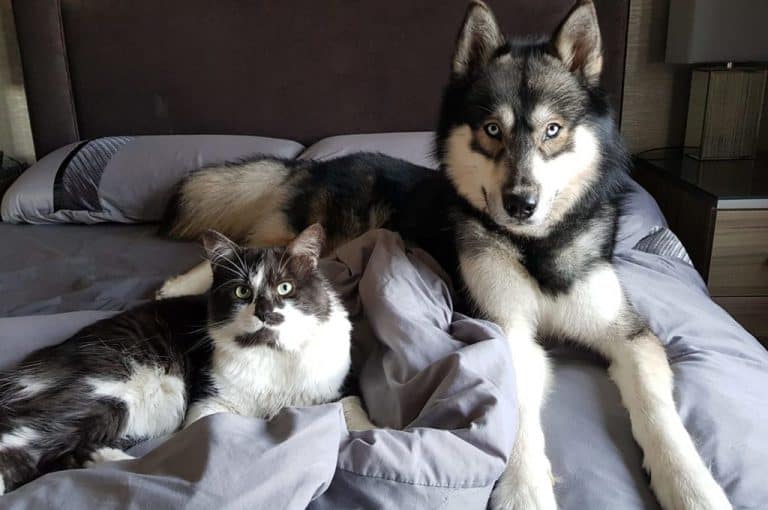 32 Things You MUST Know BEFORE Buying a Siberian Husky: Things new ...