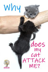Why Does My Cat Attack Me? – petsKB