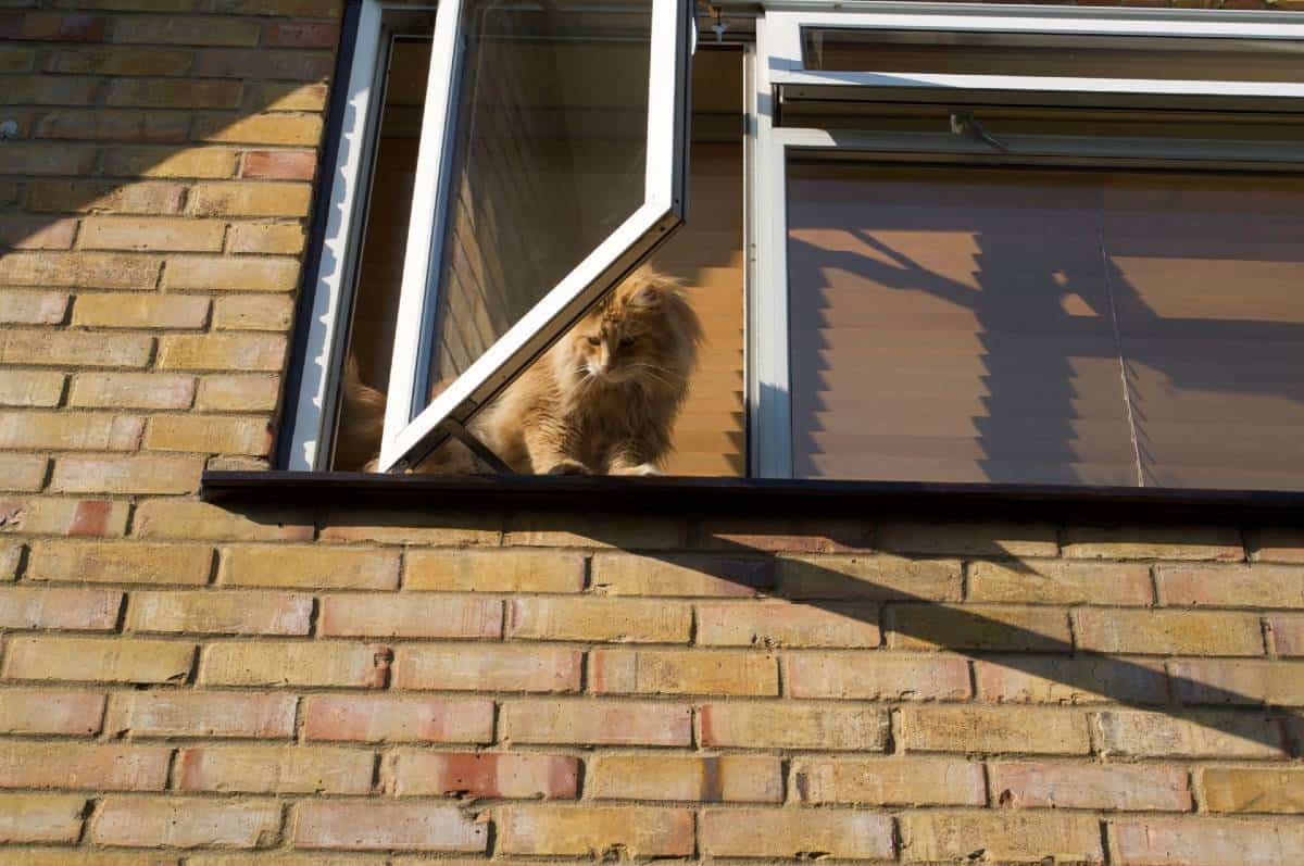 How To Calm a Nervous Cat – petsKB