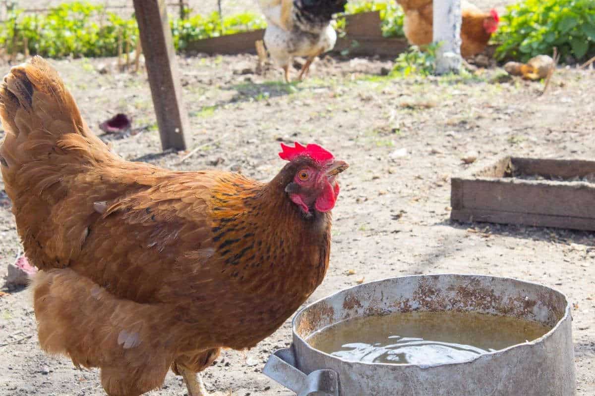 Do chickens have tongues? A peek behind the beak – petsKB