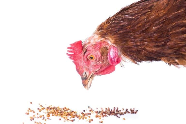 Do chickens have tongues? A peek behind the beak – petsKB