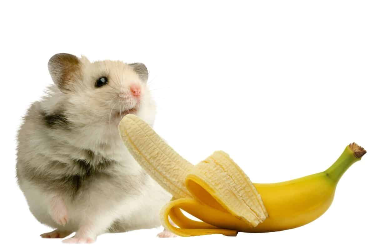 Can Hamsters Eat Bananas The Best Treat Guide PetsKB Can Hamsters Eat Bananas The Best Treat Guide PetsKB