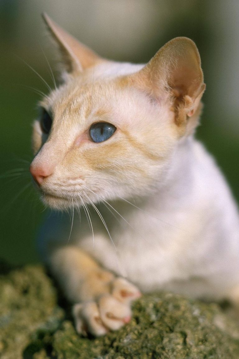 Flame Point Siamese Cats: Rarity, price, personality, and breeding – petsKB