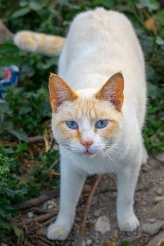 Flame Point Siamese Cats: Rarity, price, personality, and breeding – petsKB