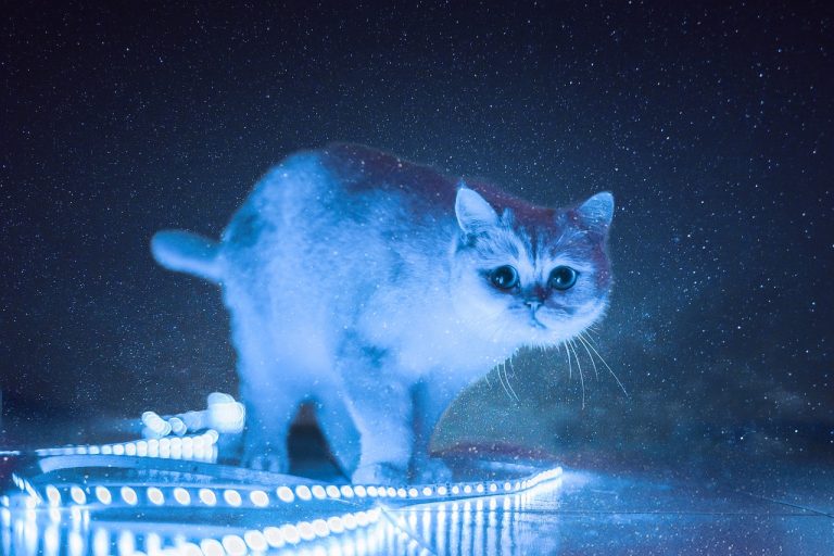 What do kittens do at night? – petsKB