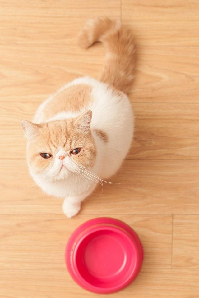 16 Things You Should NEVER Do To Your Cat – petsKB