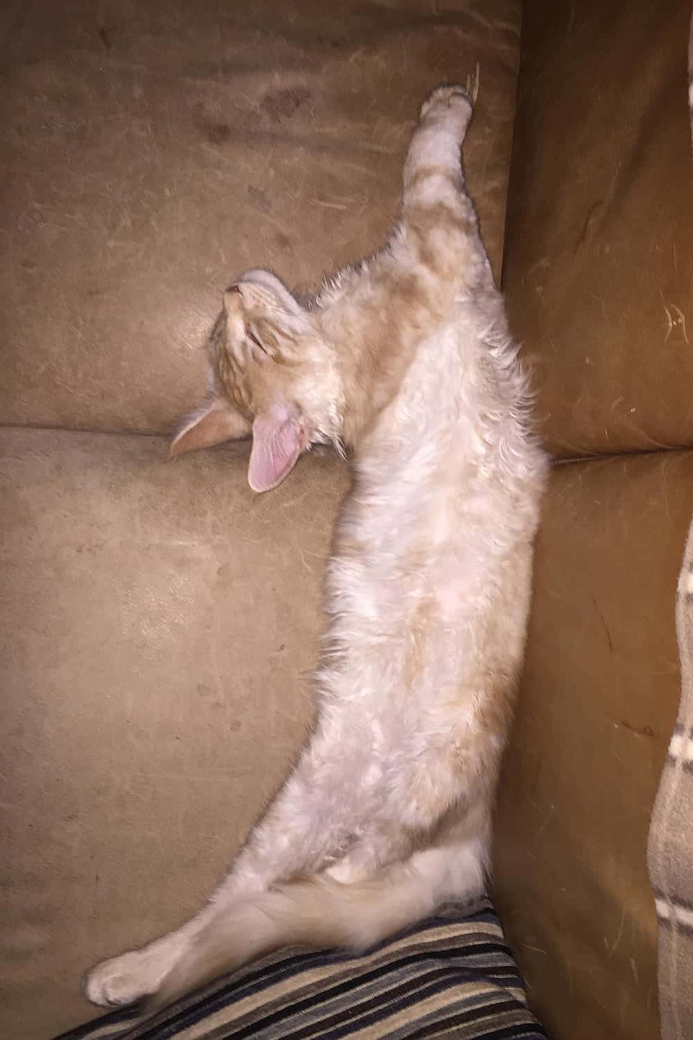 Why do cats curl up in a ball when they sleep? – petsKB