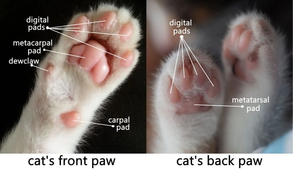 L skavos Krehk Do Limitu Cat Paw Pads S hrnn unka Informova 
