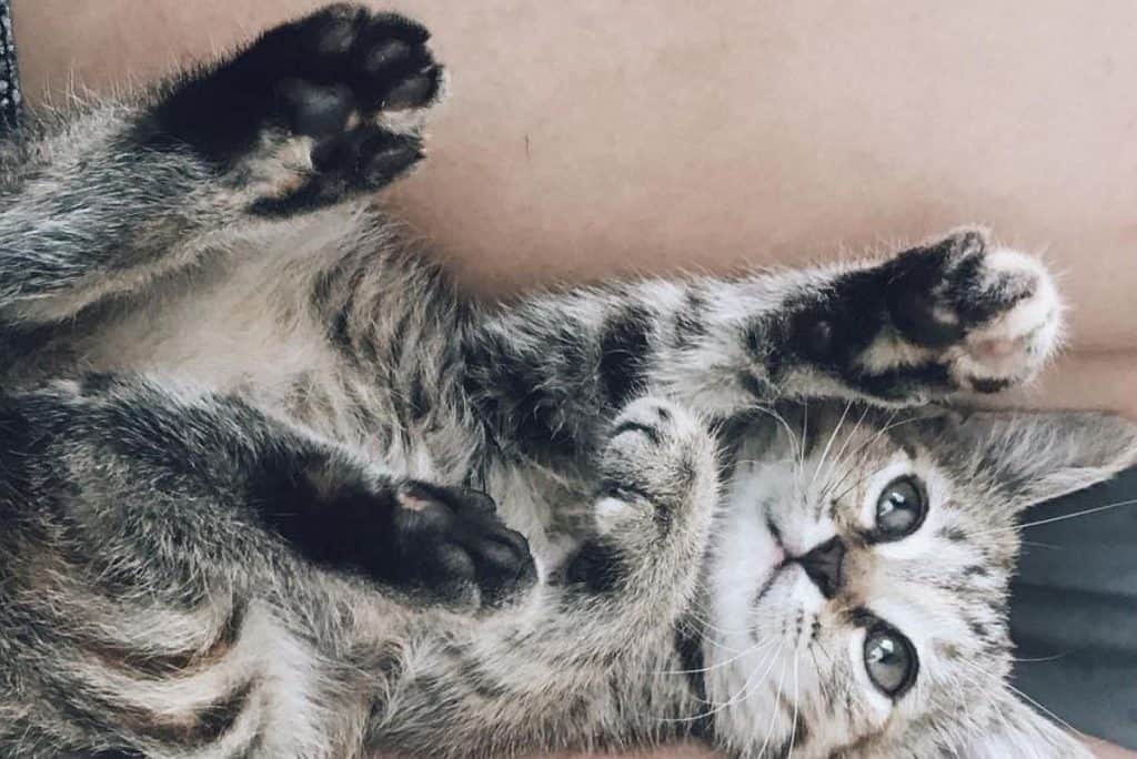 Cat Toe Beans: what are they and why the obsession? – Pets KB