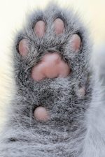 Cat toe beans: interesting facts about this cute feline feature – petsKB