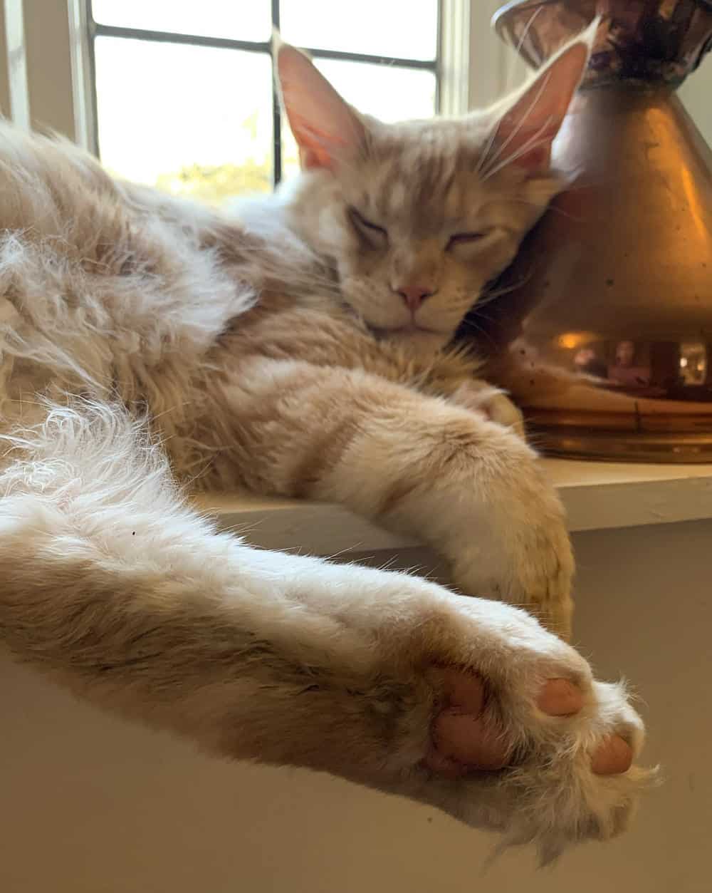 Cat toe beans: interesting facts about this cute feline feature – petsKB