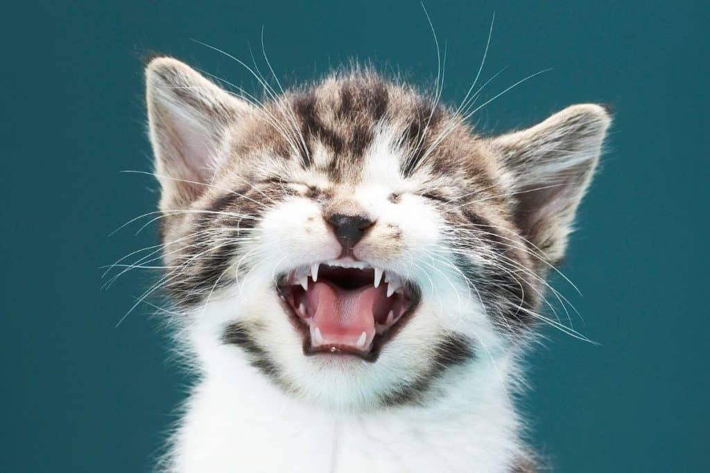 Why does my kitten keep sneezing? – Pets KB