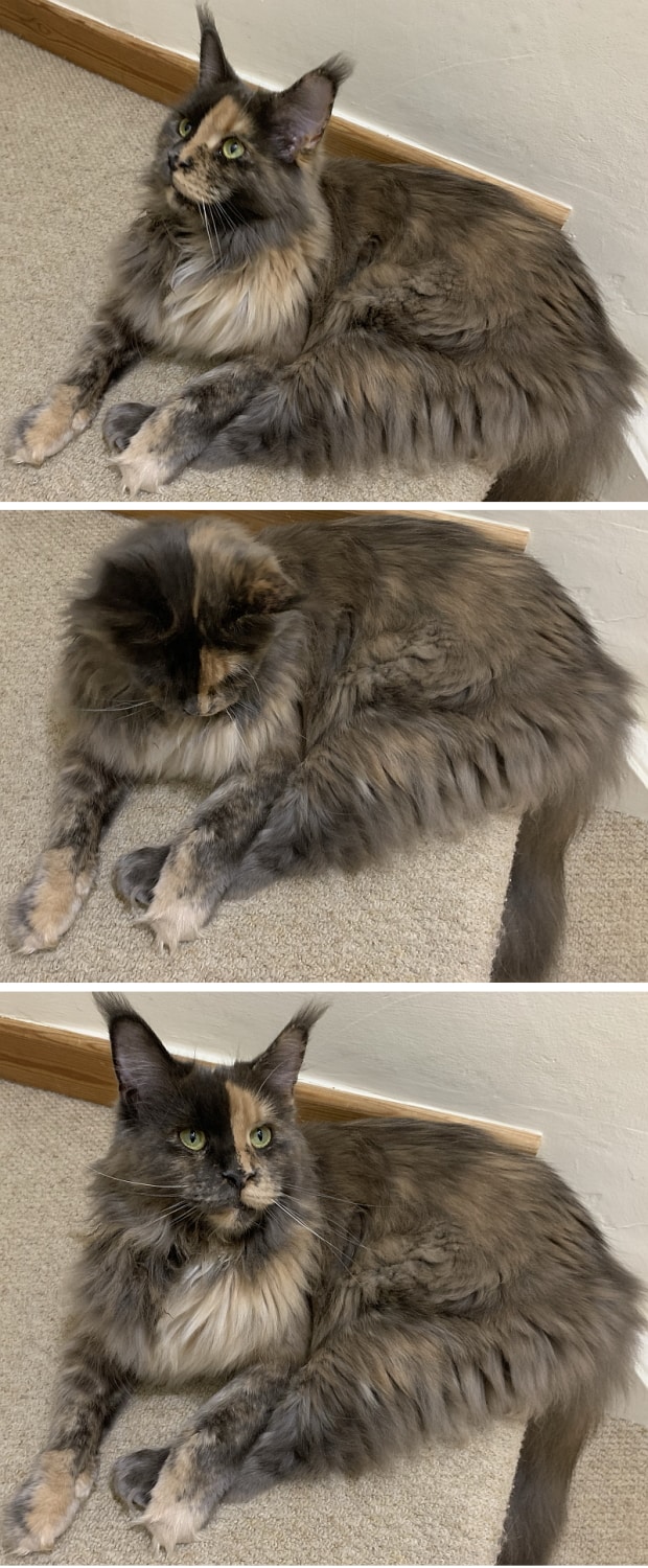 Why do cats cross their paws? Our Maine Coons reveal all – petsKB