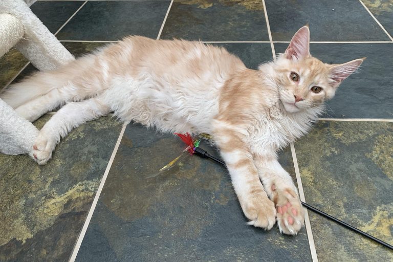 Why do cats cross their paws? Our Maine Coons reveal all – petsKB