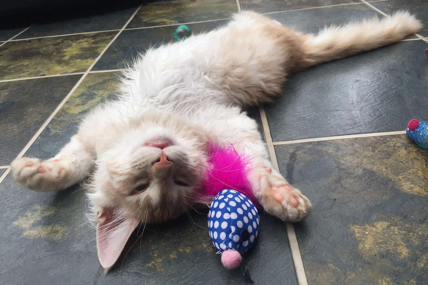 Why do cats cross their paws? Our Maine Coons reveal all – petsKB