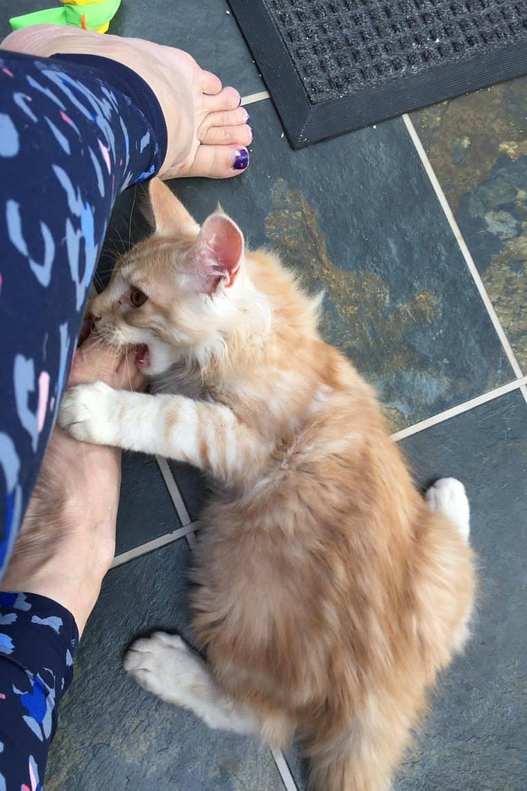 Why do cats cross their paws? Our Maine Coons reveal all – petsKB